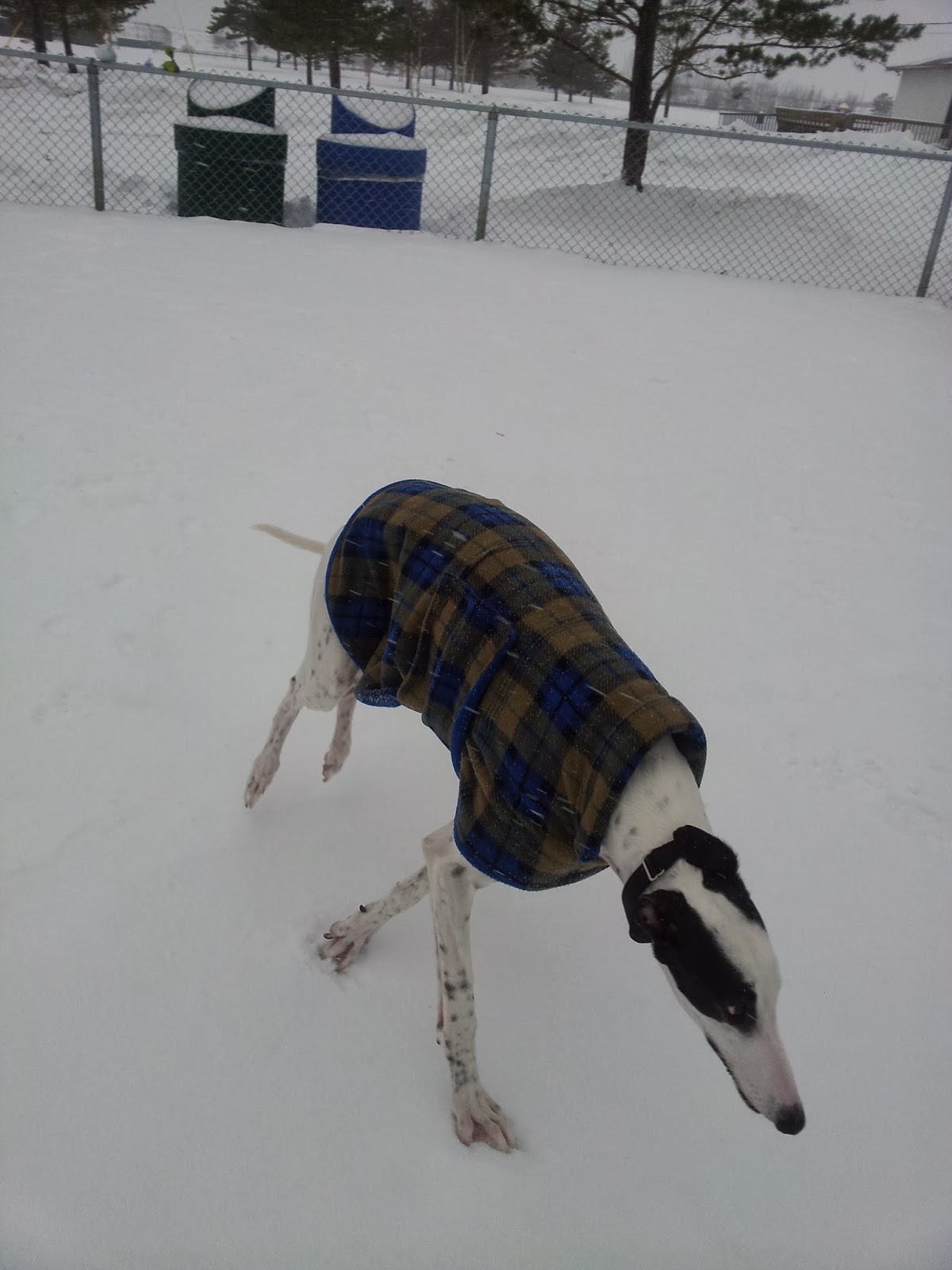 Northern Lights Greyhound Adoption Dog Blog: Cold Weather Days