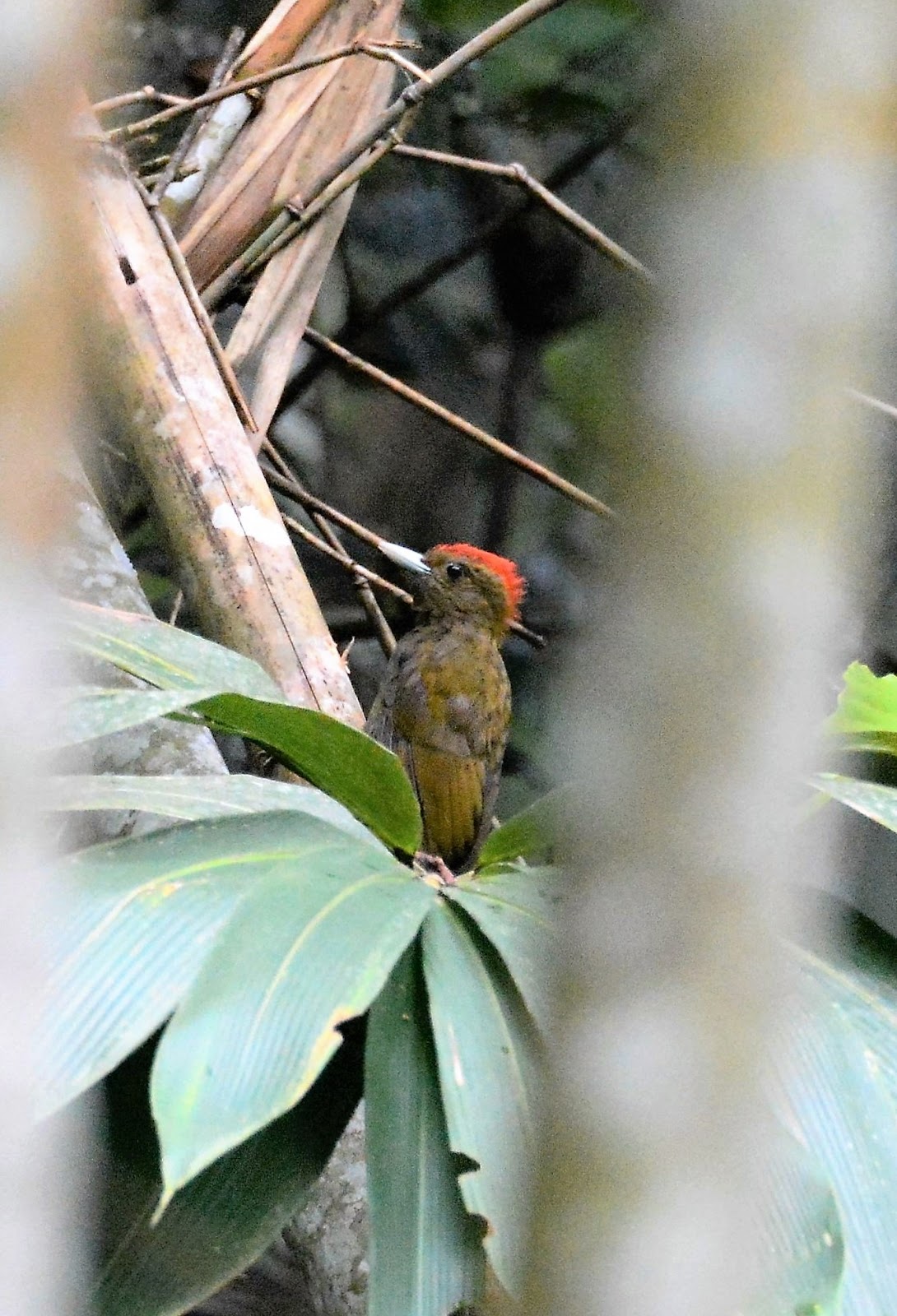 Woodpeckers of the World: Male Bamboo Woodpecker