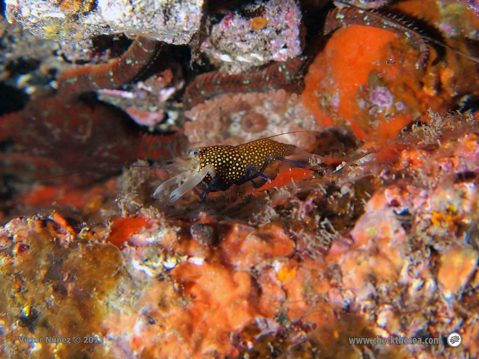 Check the Sea. Web de buceo y fotografía submarina de las Islas ...