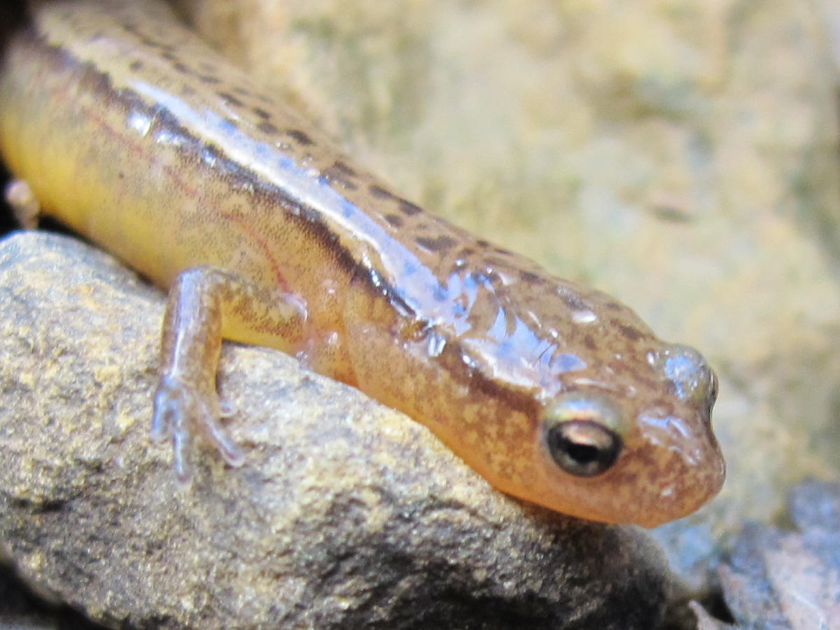 Blue Jay Barrens: Creek Salamanders