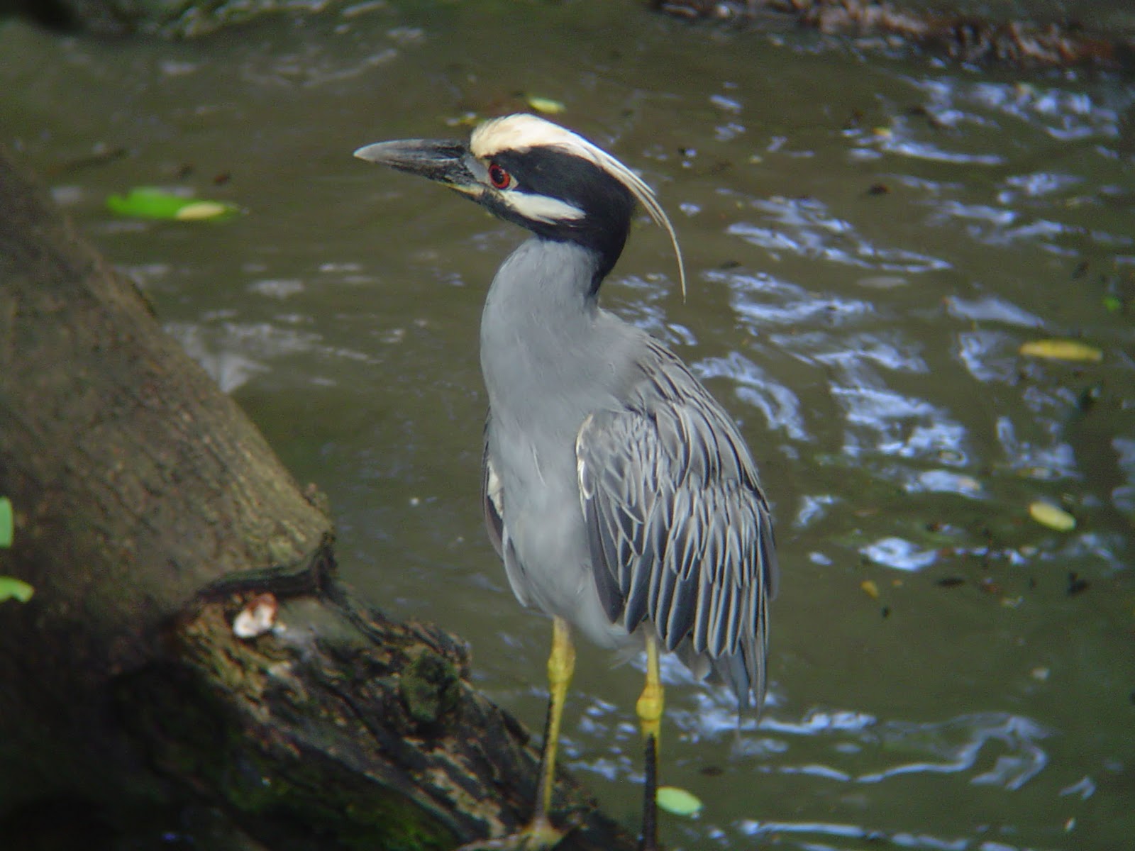Foto Blog Puerto Rico: Yaboa Común Adulto