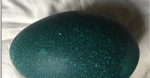 Emu Eggs | Cooking with Amy: A Food Blog