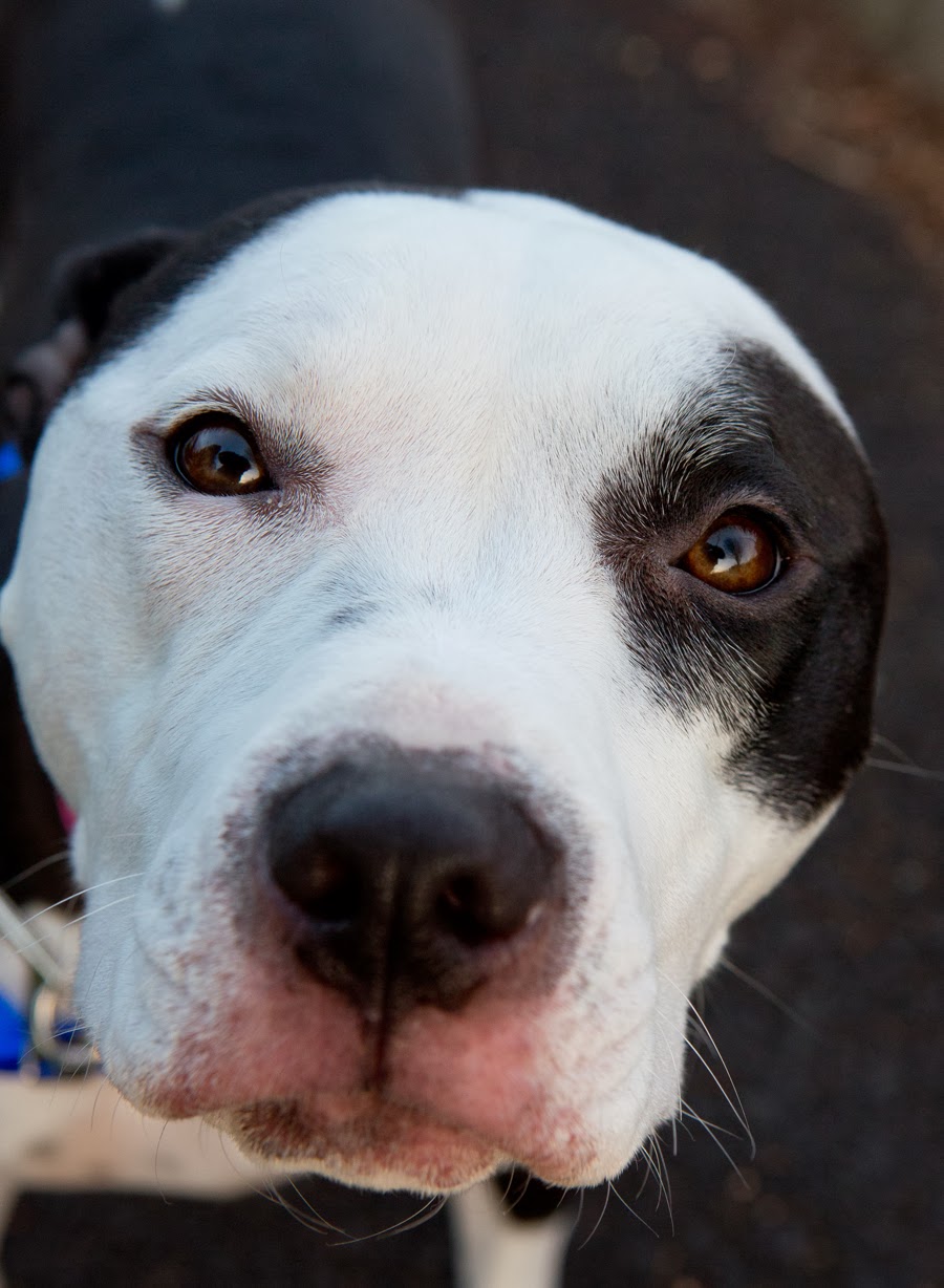 Is The Target Dog A Pitbull