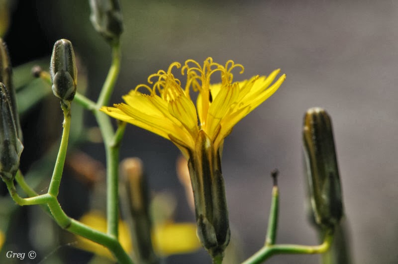 Flora Silvestre de Murcia: Launaea arborescens