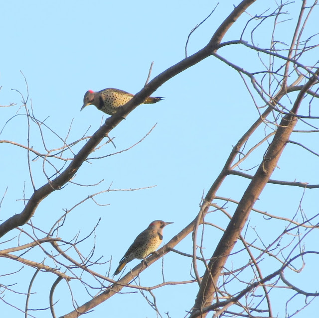 Northern Flicker | wallpaper hd nature
