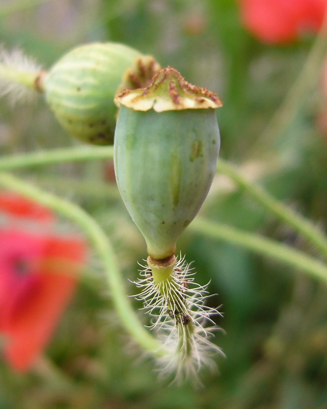 EL PATIO ECOLÓGICO: junio 2011