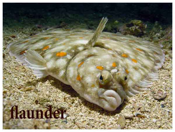 Flounder - flounder