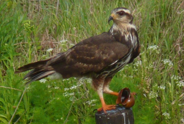 Florida Suncoast Birding: Eastern Screech-Owl at Sanibel Lighthouse