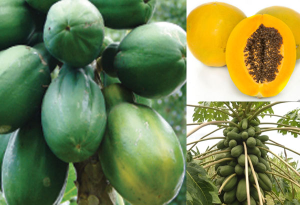 Safari Bookings Uganda and Rwanda: Popular Fresh fruits in Uganda.
