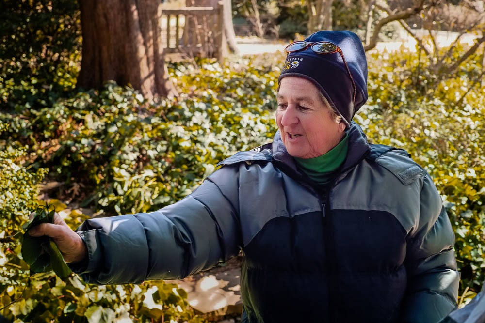 SAPS-NCGA: Winter Tree ID with Flo Chaffin compiled by Kathy Stilwell ...