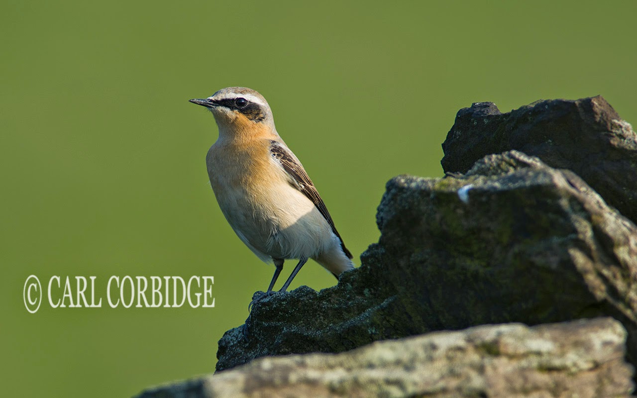 Yorkshire Field Herping and Wildlife Photography: A Few Spring Birds ...