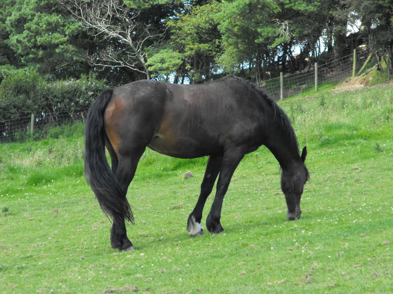 Codlinsandcream2: Another recent horsey walk - in a different direction!