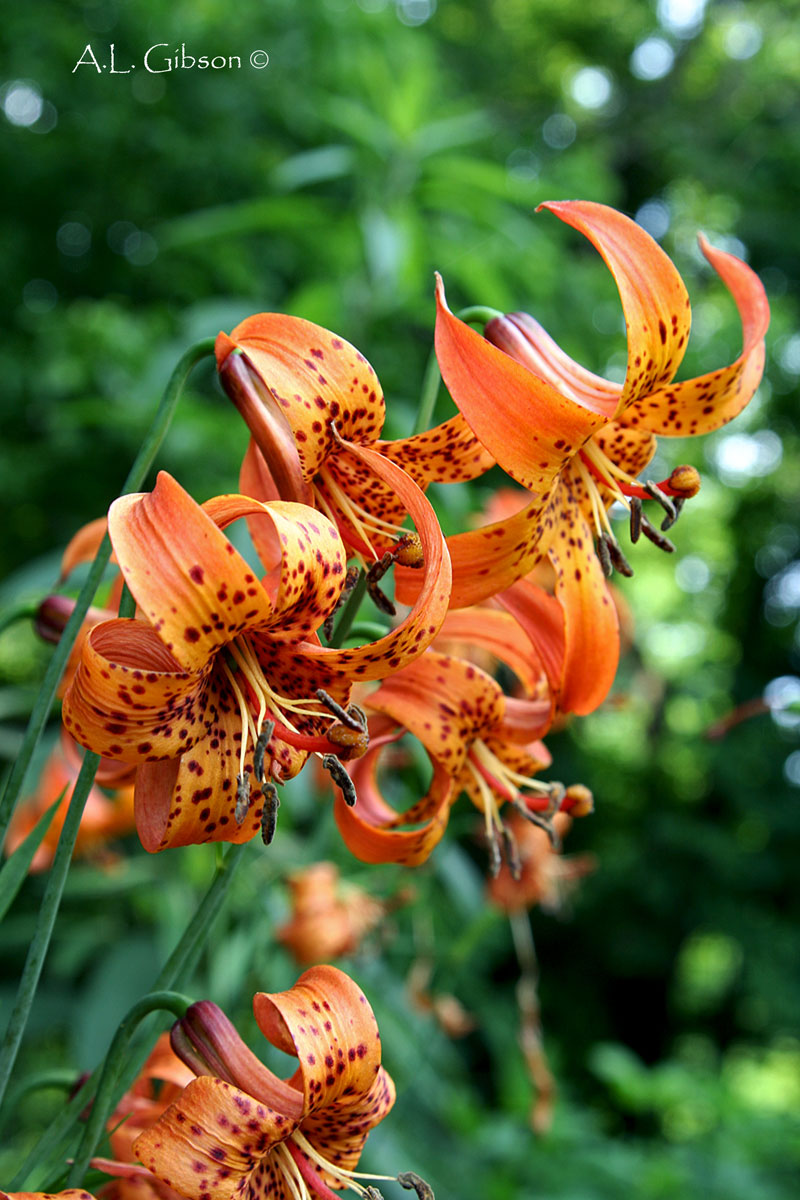 The Buckeye Botanist: Ohio's Native Lilies