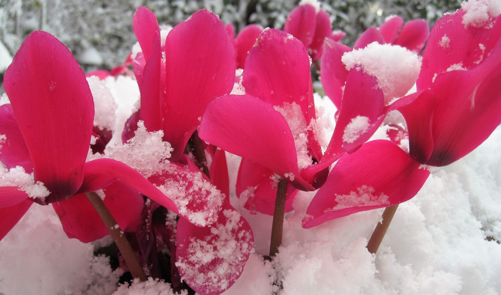 BAHCEMDEKİ SİHİR: SIKLAMEN-CYCLAMEN