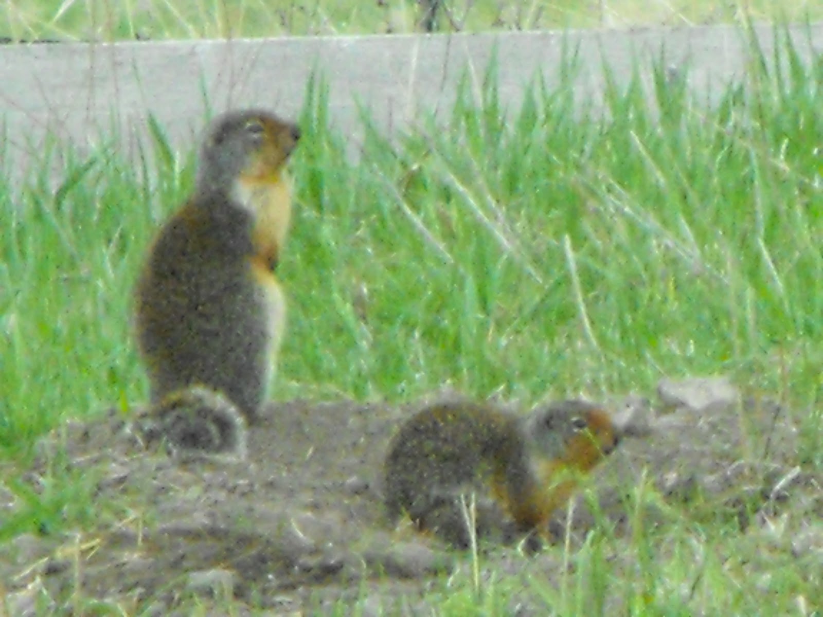 I Was Born2Cree8: Pocket Gofers