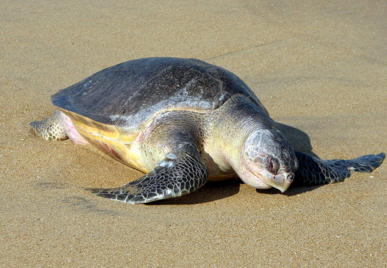 Kemp's Ridley Sea Turtle | The Biggest Animals Kingdom