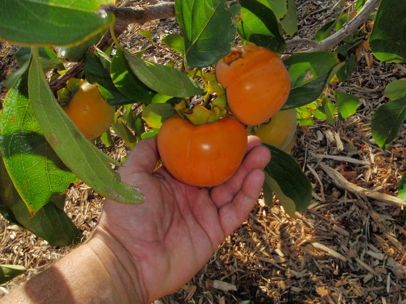 Xtremehorticulture of the Desert: Persimmons Will Grow in the Mojave Desert