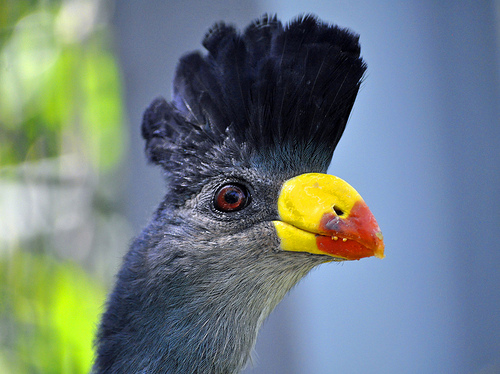 Biologia-Vida: Grande Turaco Azul: Uma Ave Majestosa! / Great Blue ...