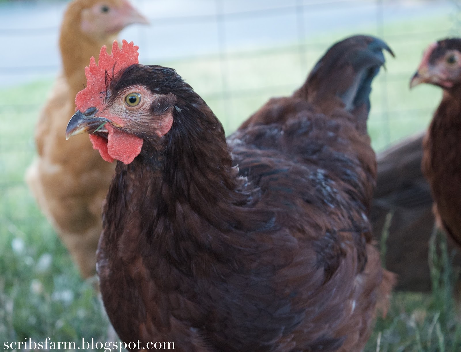 Scribs farm: Chickens are 14 weeks! I think? Nope... 13 weeks!
