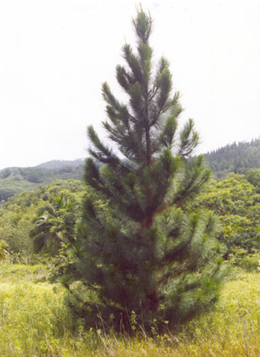 Pinus caribaea will it be an another invader in knuckles grasslands ...