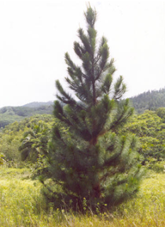 Pinus caribaea will it be an another invader in knuckles grasslands ...