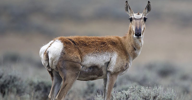 brett jordan: Pronghorn – Second-fastest animal in the world