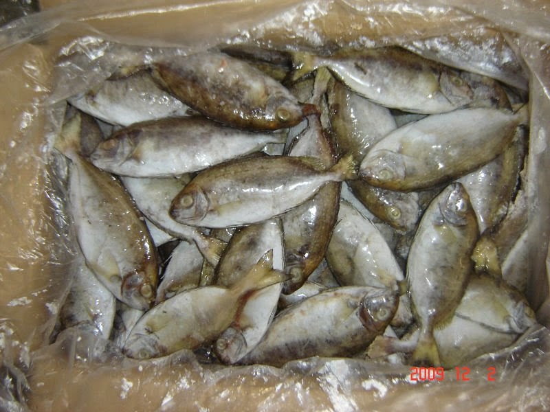 Living with Nature - School on Blog by Dr. Abercio V. Rotor: Padas, a ...