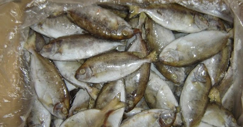 Living with Nature - School on Blog by Dr. Abercio V. Rotor: Padas, a ...