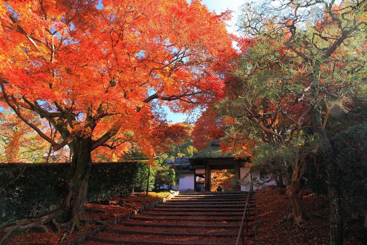 5 Kuil Kuno Bersejarah di Jepang dengan Pemandangan Ciamik