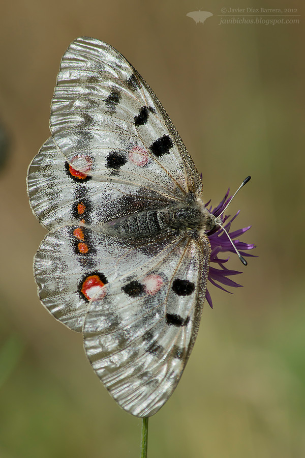 Bichos y plantas de León: Apolo