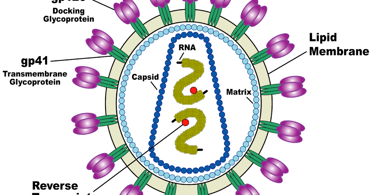 BIOQUIMICA DEL VIH SIDA: EL VIH SIDA