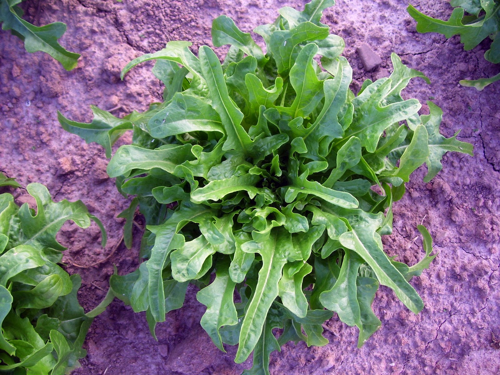 Wintergreen Farm: Week 3: The First Tastes of Summer