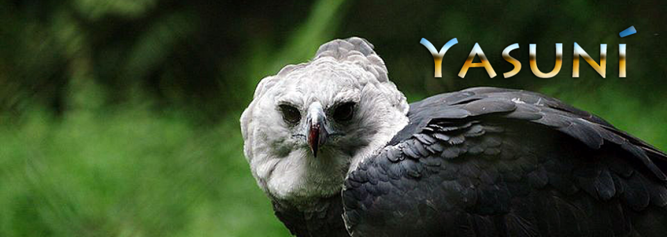 Yasuní, ¿porque defenderlo o porque matarlo?