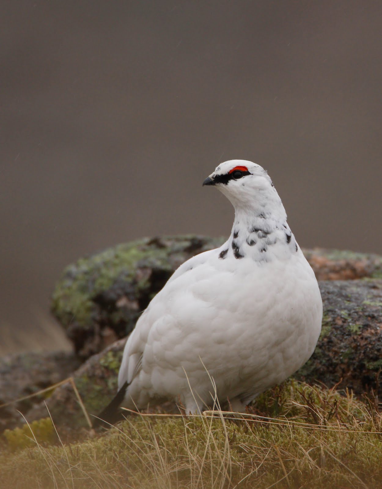 Dan's Wildlife Blog: Snow Chickens!
