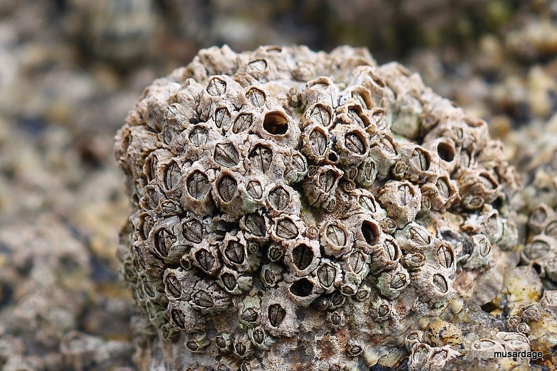 Balanes | Musardage du côté de Trégunc