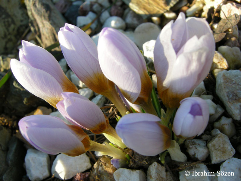The Country Of Crocuses: Crocus rujanensis