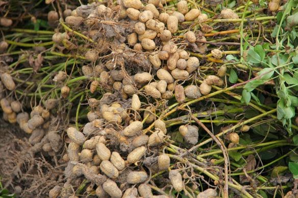 Colonial Cream of Peanut Soup