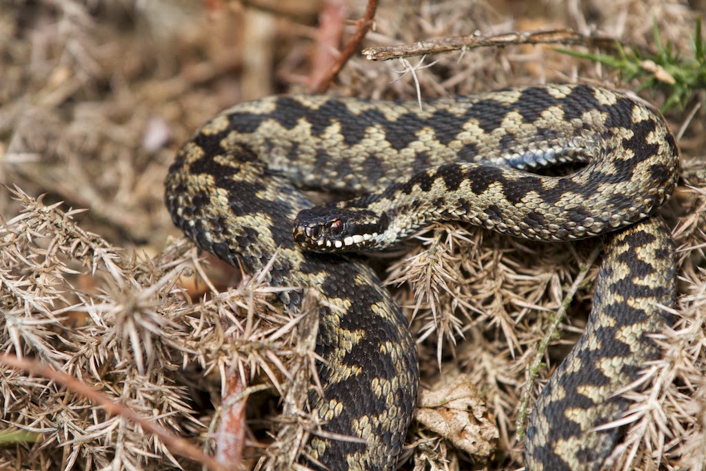 Alan Heeley Wildlife Photography: Norfolk Adders
