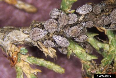 NC Urban Pests: Unwanted 'Presents' Under And On The Christmas Tree ...