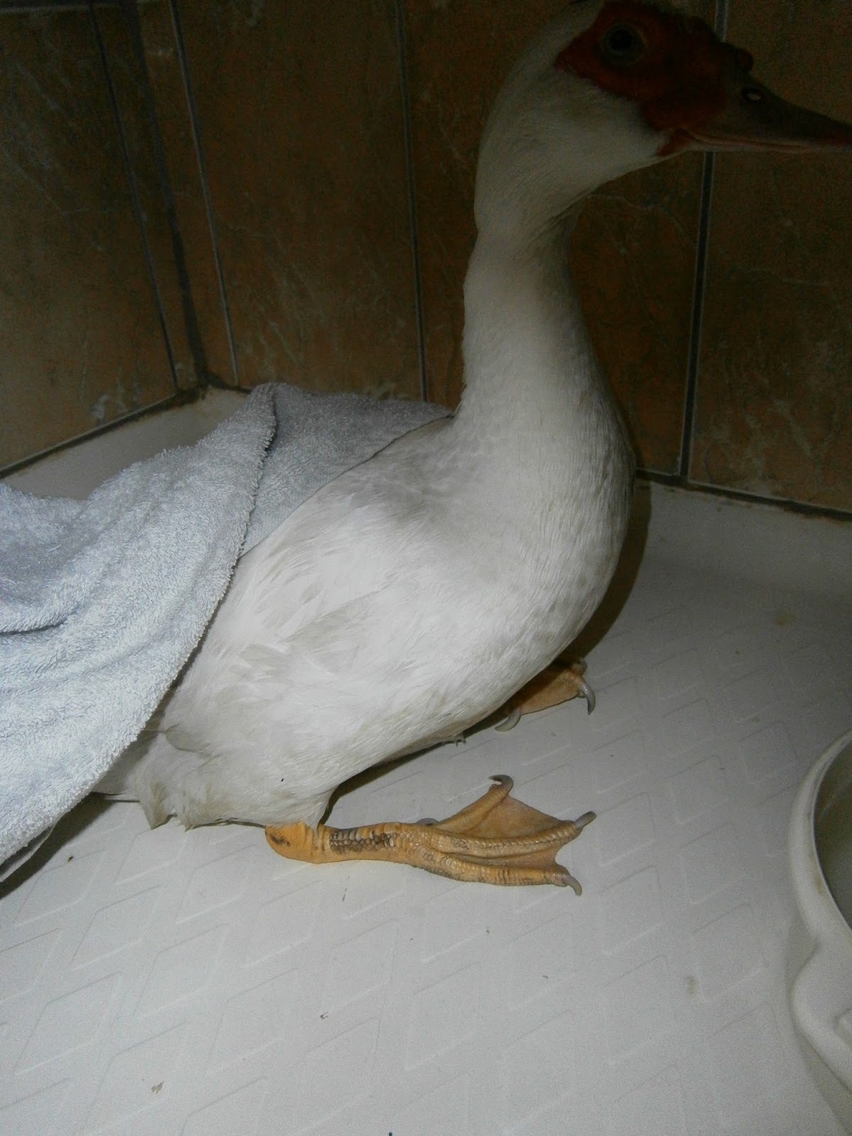 Hands Are Full, Heart Is Full. : I think my duck has rickets... please ...