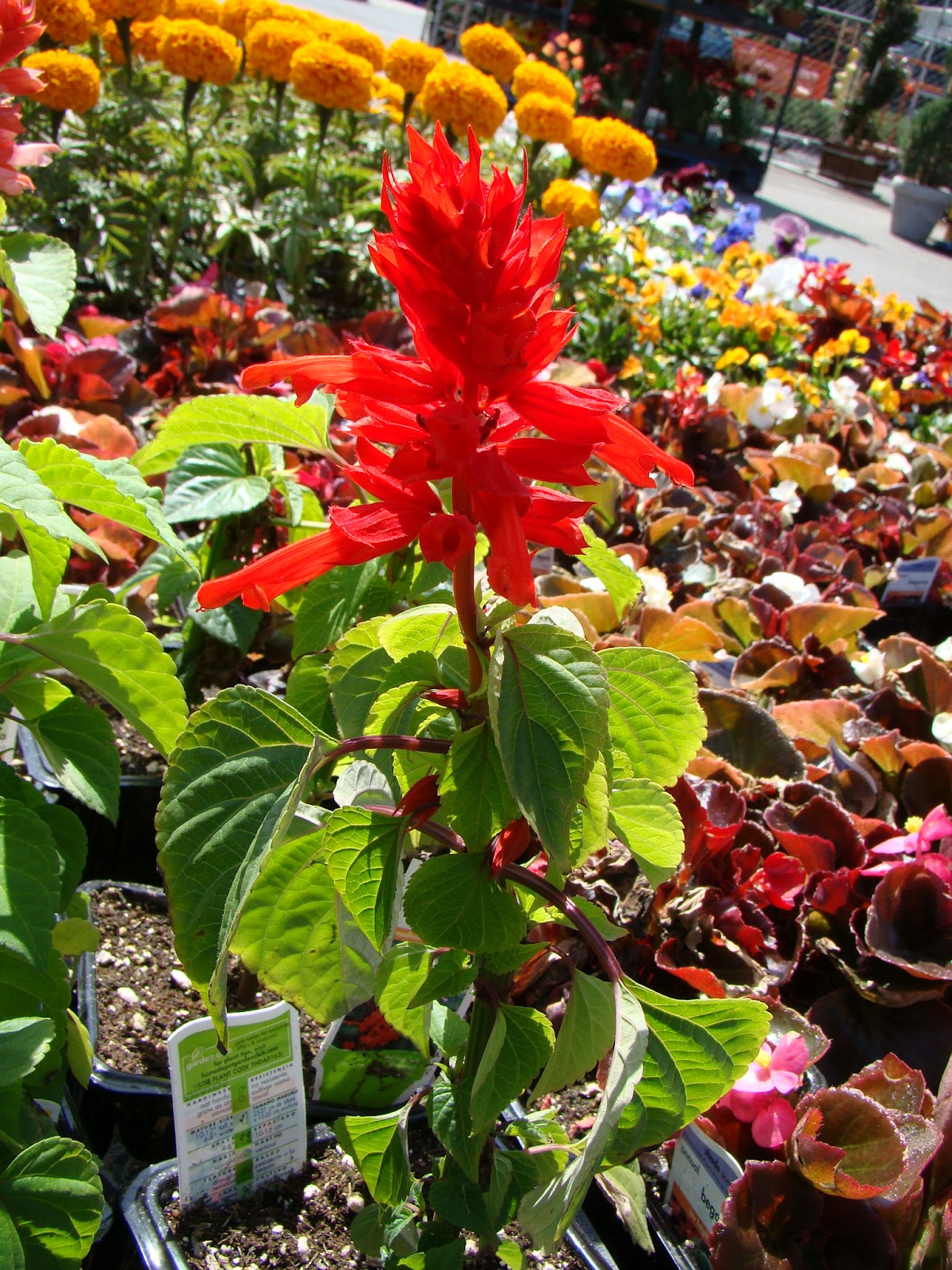 Leaves of Plants: Red Salvia
