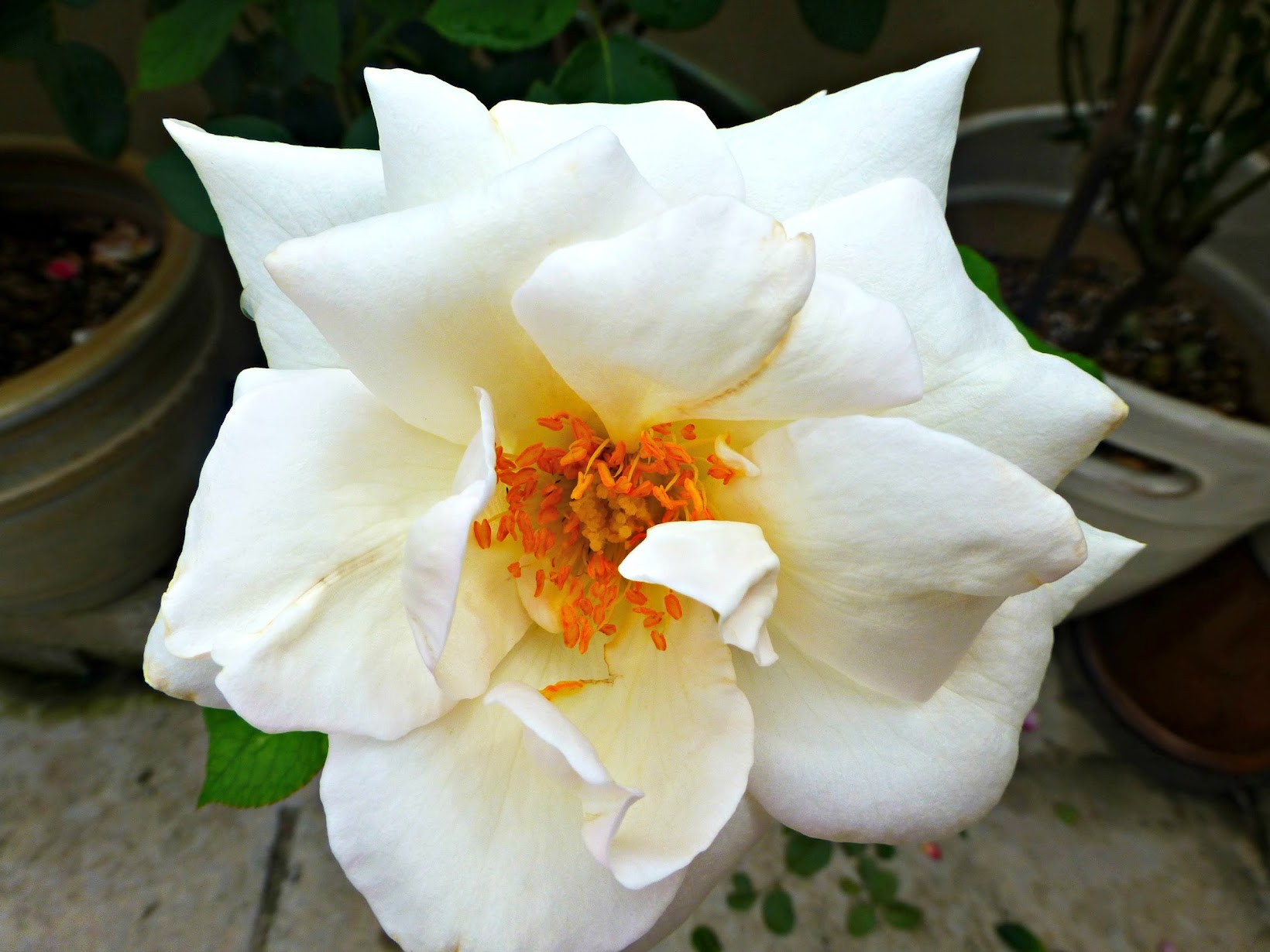 RESEPI NENNIE KHUZAIFAH: WANGI ROS PUTIH