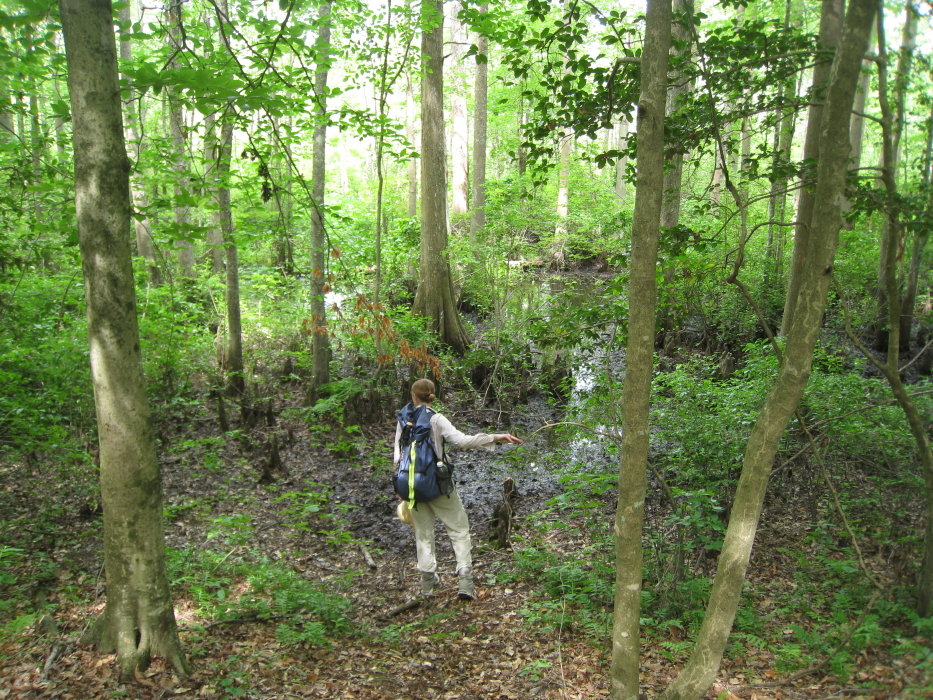 Walk Across Virginia: Through Dragon Run State Forest