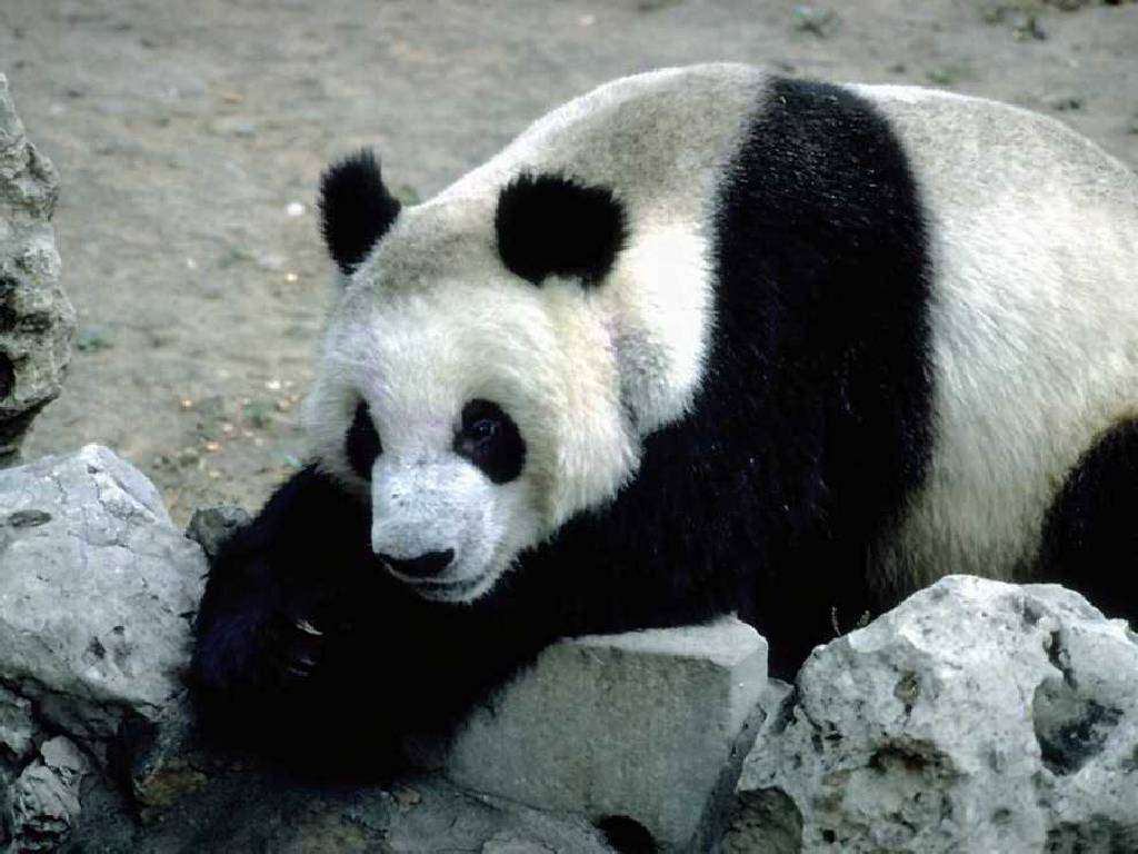 Giant Panda with the Bamboo: Beautiful Amazing Panda Animal Safari ...