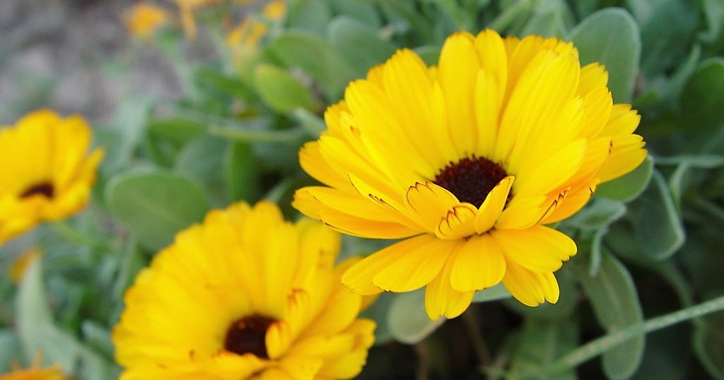 La Rioja de la A a la Z: CALÉNDULAS OFFICIALIS - Flor