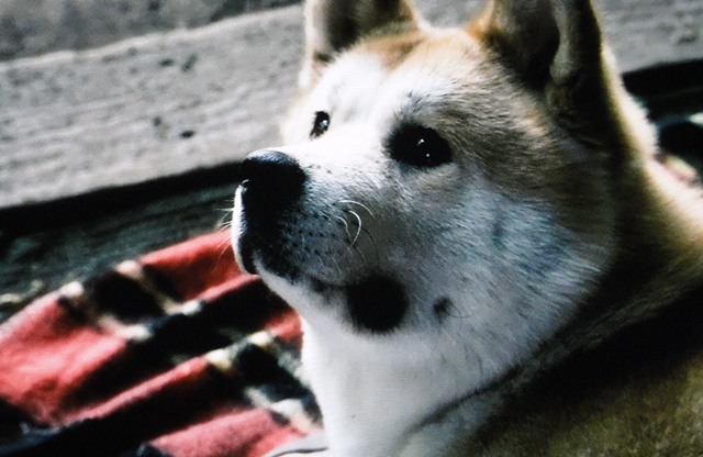 MUSINGS OF A SCI-FI FANATIC: Hachi: A Dog's Tale