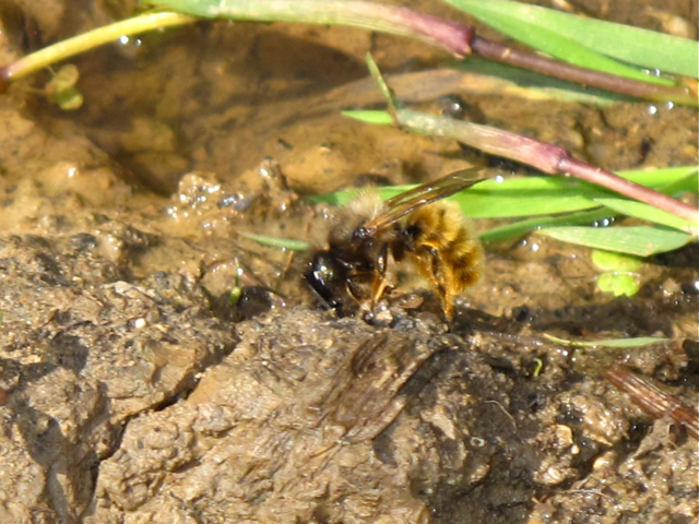 BugBlog: Bees in ponds