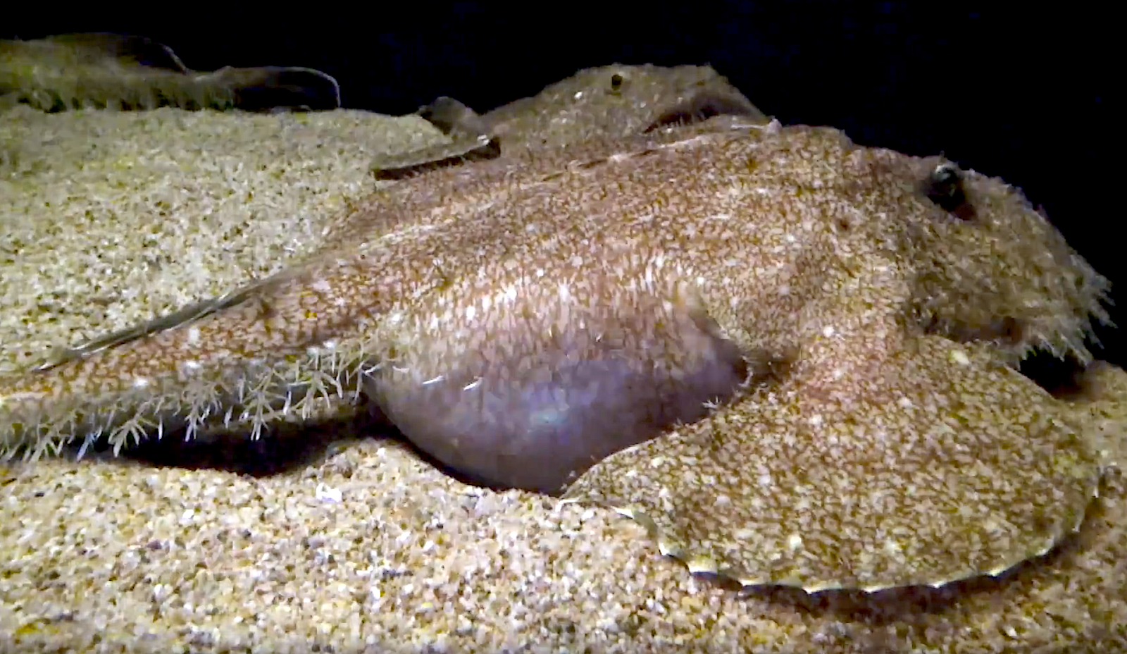 Aquarium Movies (Japan) archive 生きている魚図鑑: キアンコウ Yellow goosefish ...