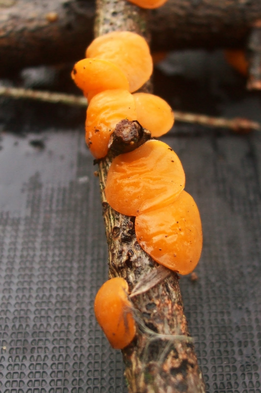 Calderdale Fungi - Halifax Scientific Society - Mycology Section: Fir ...