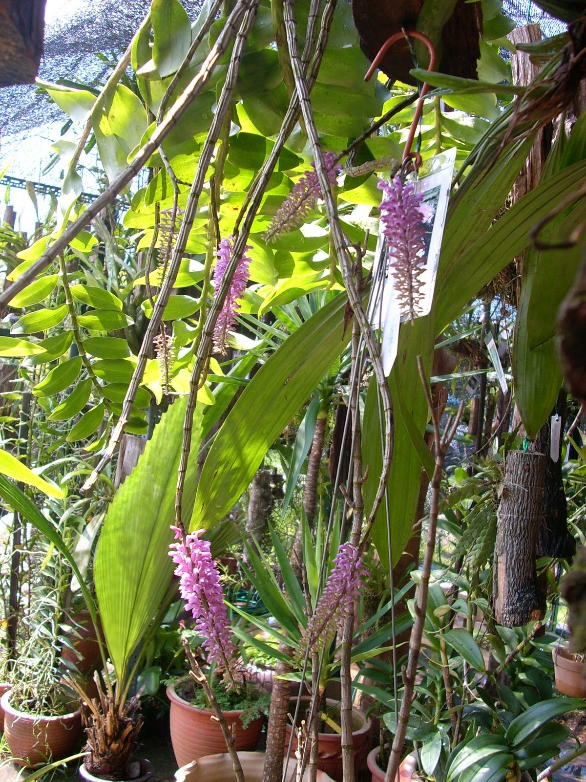 orchid69: Dendrobium Secundum